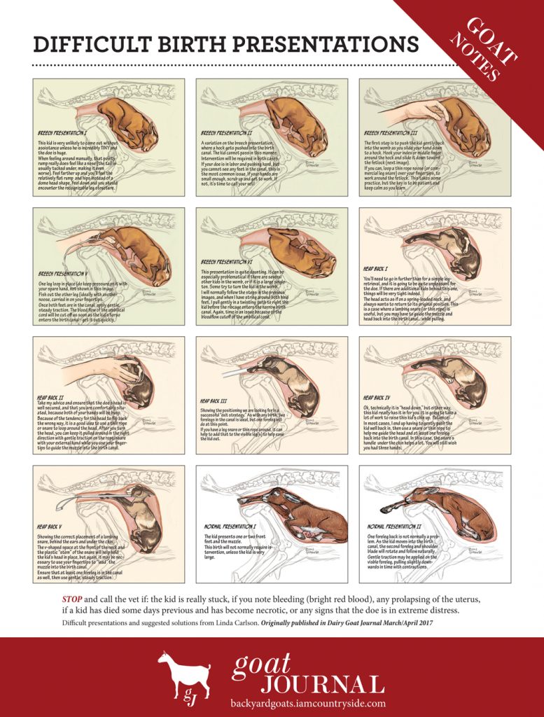 Difficult Birth Presentations - Goat Journal